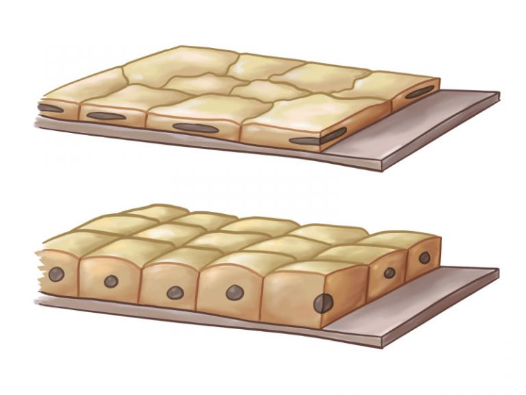 Kostenlose Illustration Hautzellen