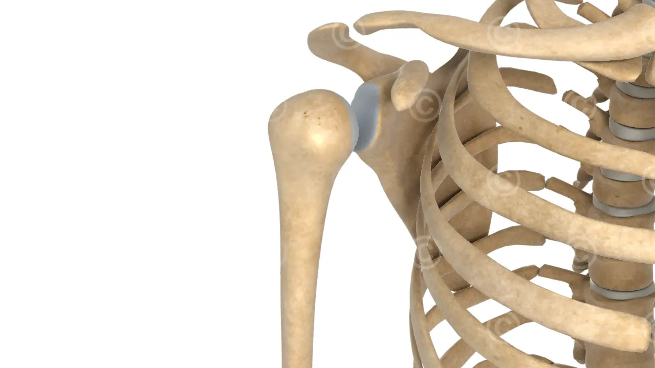 E-Learning disorders shoulder - MedicalGraphics