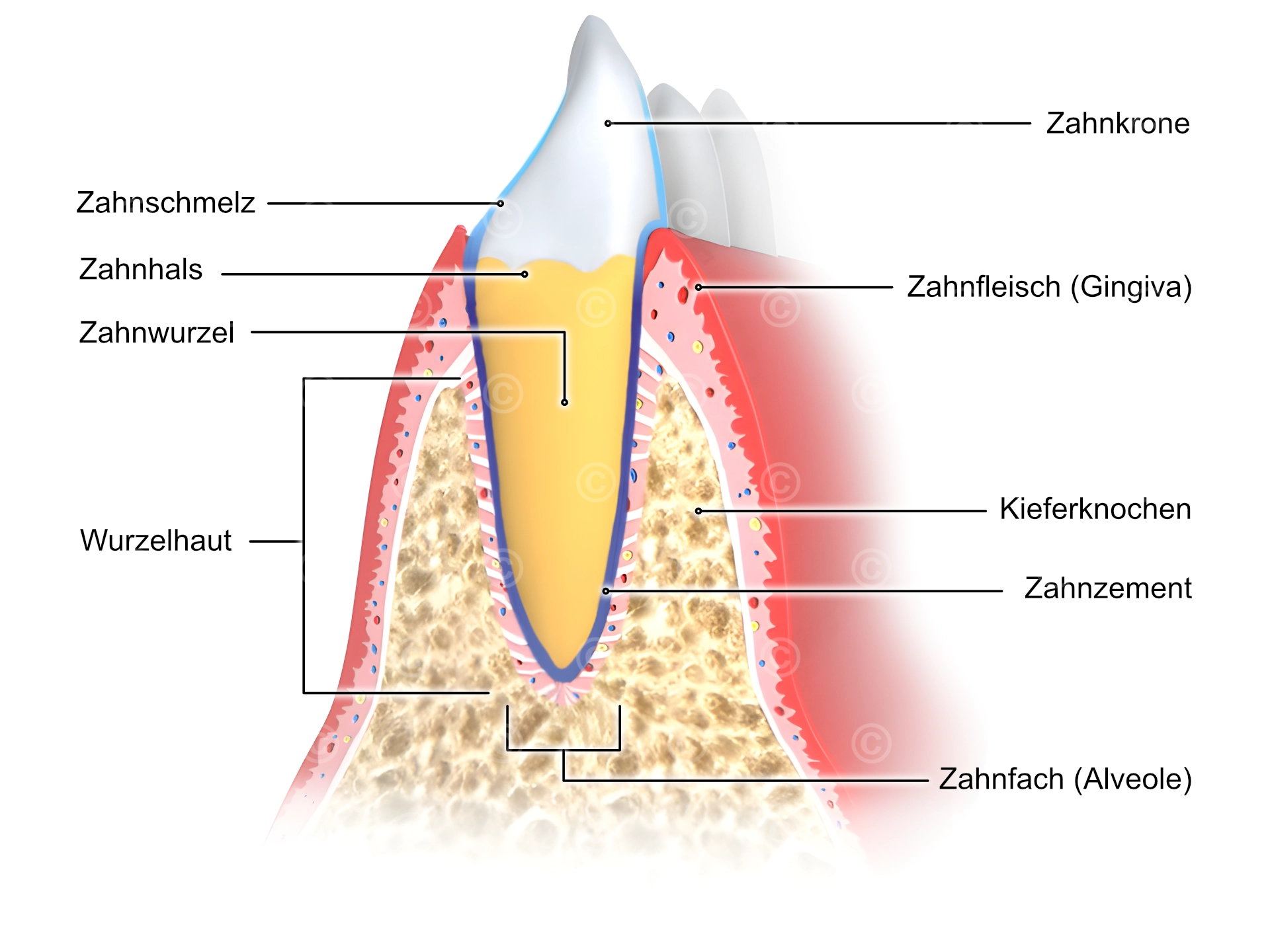 Illustration Zahnhalteapparat - MedicalGraphics