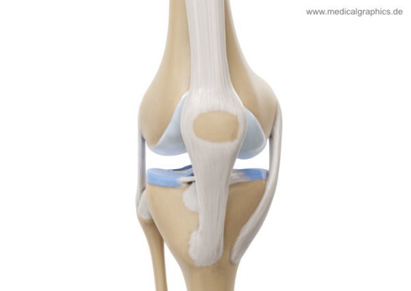 Knee - front - MedicalGraphics