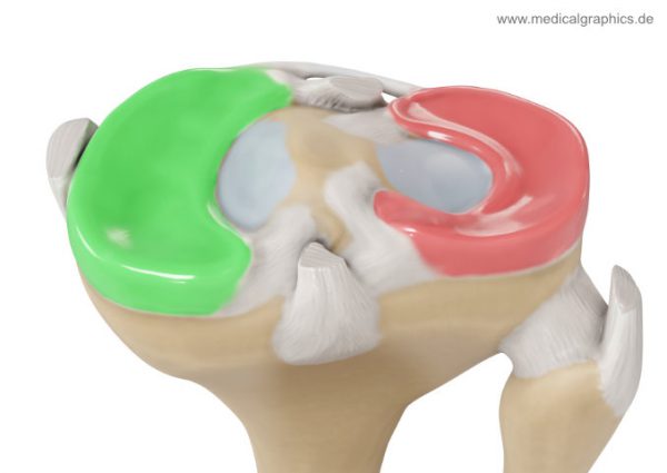 Meniscus medialis and meniscus lateralis - rear view - MedicalGraphics