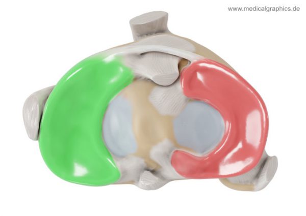 Meniscus medialis and meniscus lateralis - top view - MedicalGraphics