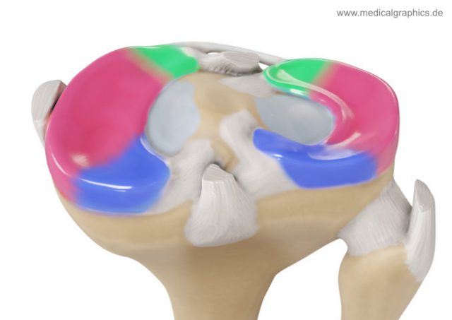 Meniscus regions - rear view - MedicalGraphics