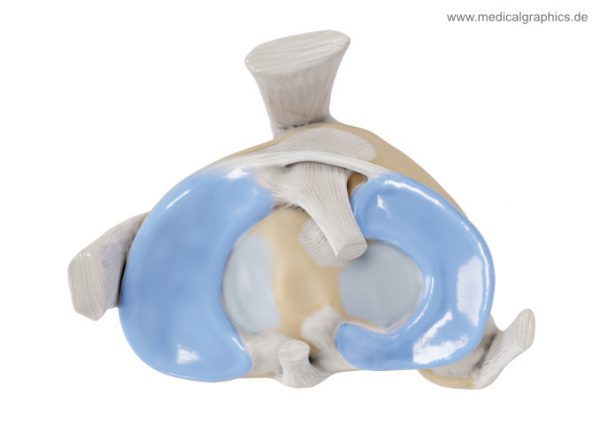 Menisken von oben - MedicalGraphics