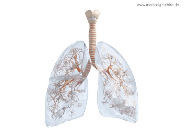 Bronchial tubes lung - MedicalGraphics