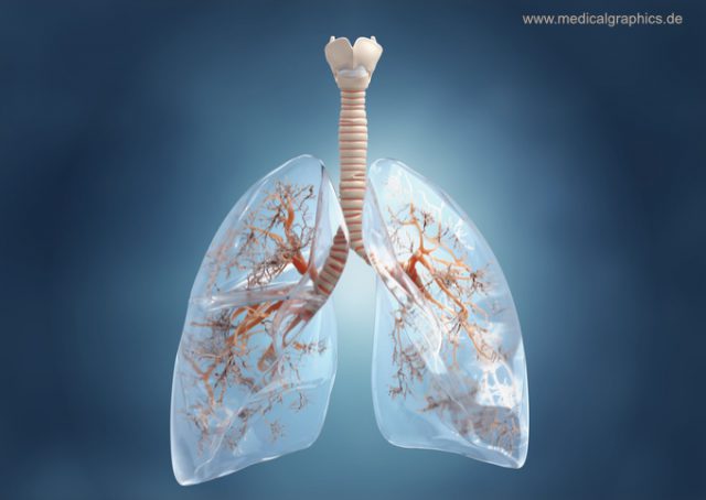 Bronchii and lung - dark background - MedicalGraphics