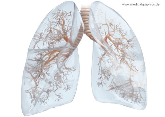 Transparent lung lobes with bronchi - MedicalGraphics