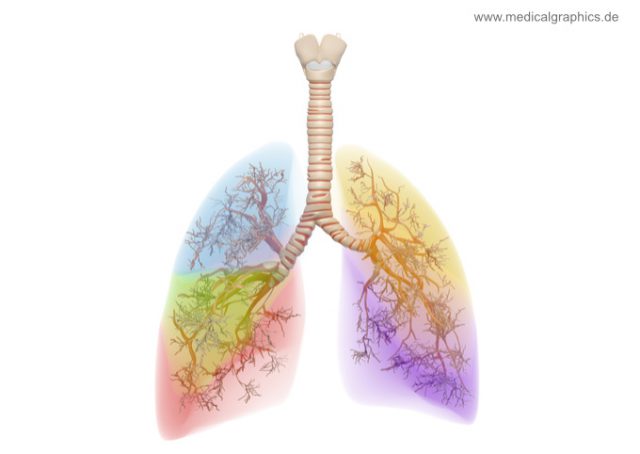 Lung lobes - MedicalGraphics