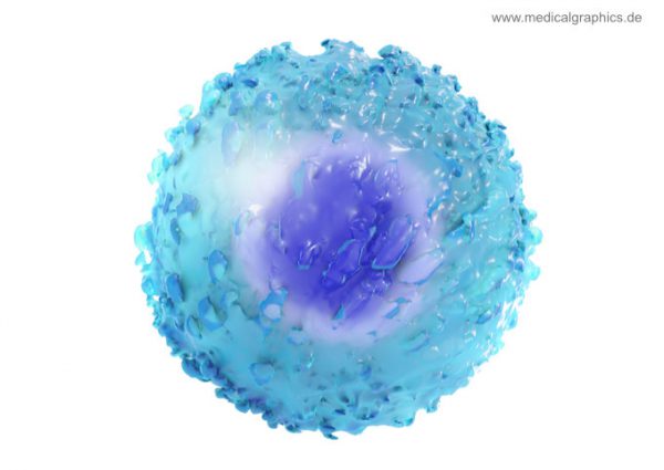 T helper cell - MedicalGraphics