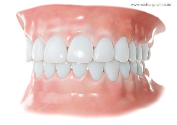 Normal bite - MedicalGraphics